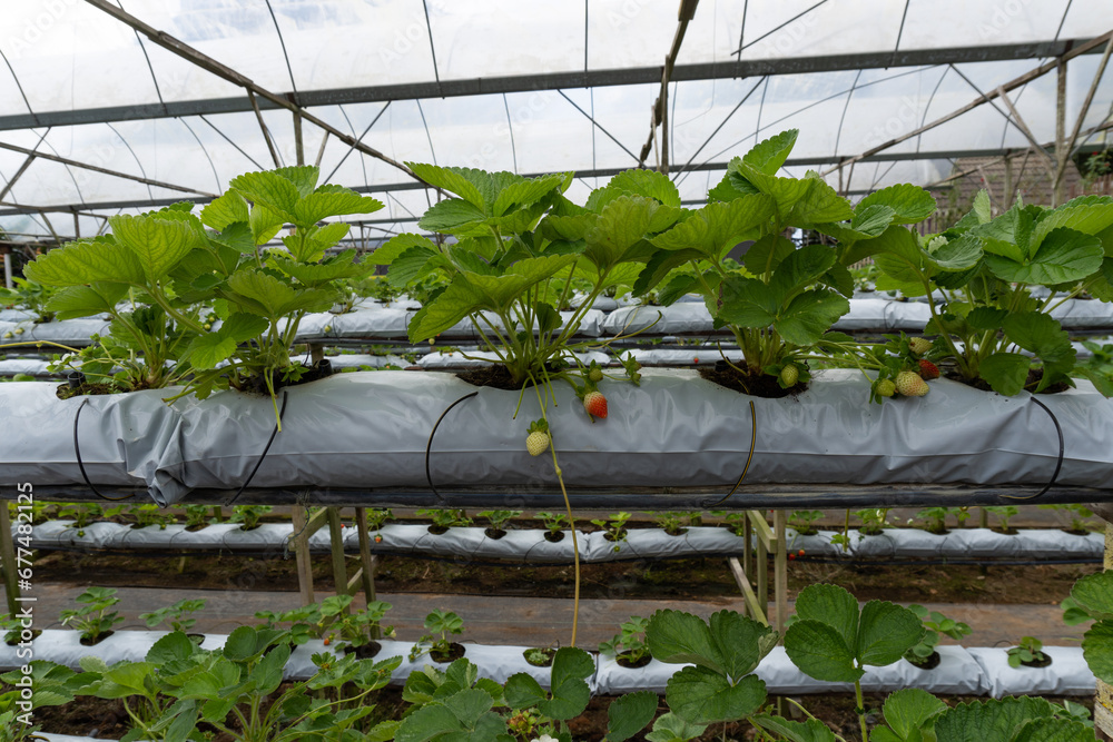 Healthy strawberry farm. Organic strawberry plantation in a family ...