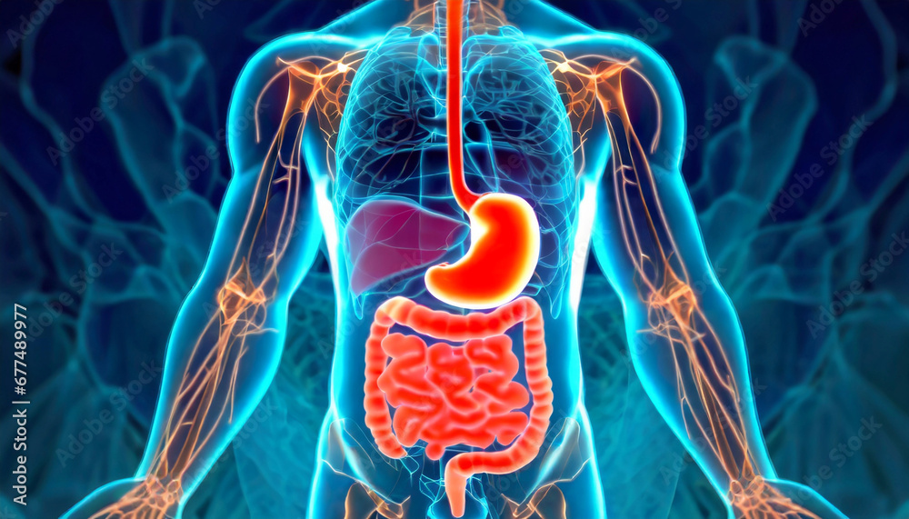 An Illustrative Exploration of Digestive Anatomy, A Visual Guide to the ...