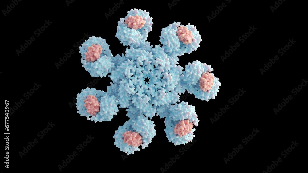 3D rendering of human apoptosome molecule contains seven Apaf-1 ...