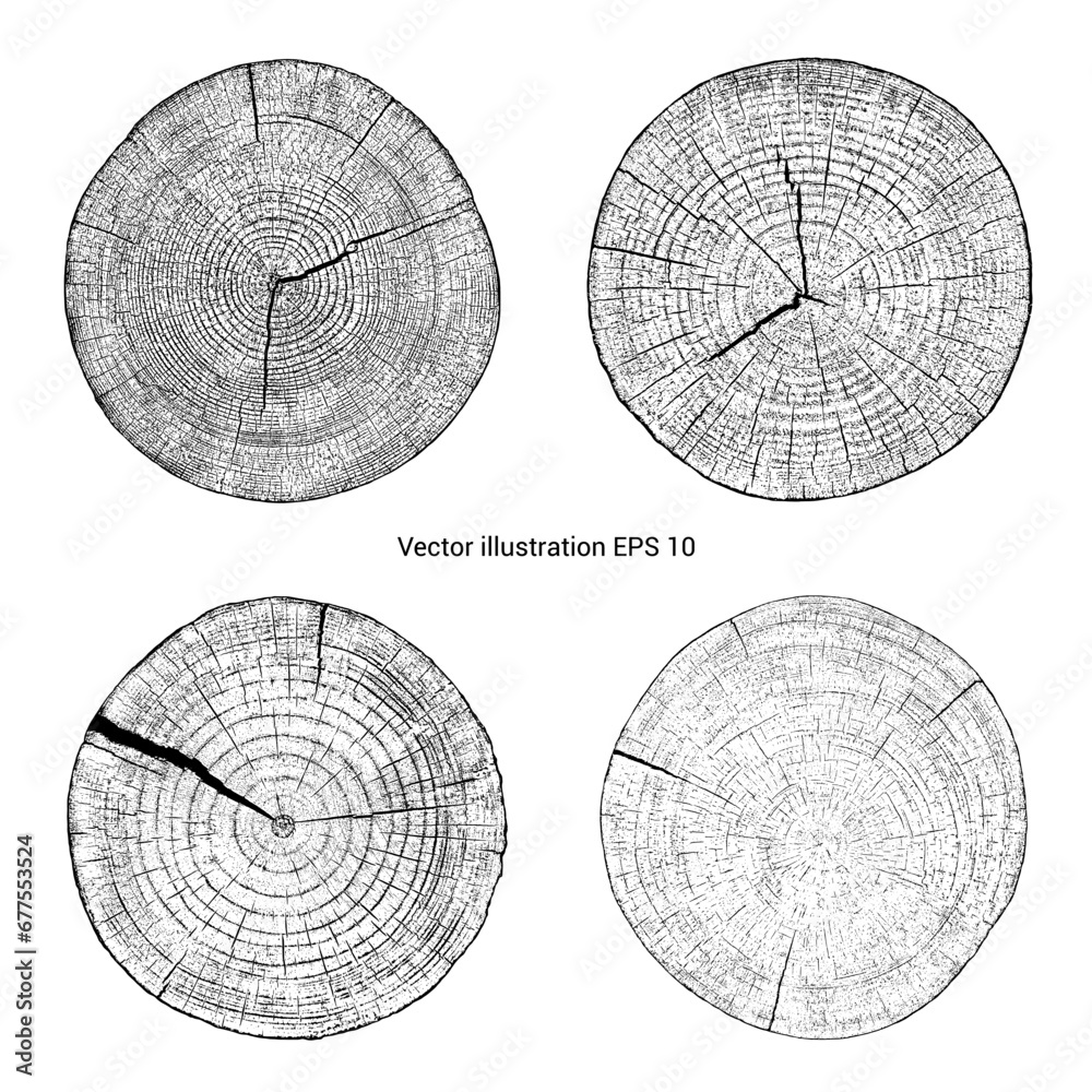 Tree wood texture on white background. Section tree rings cut slice. Round wooden design ...