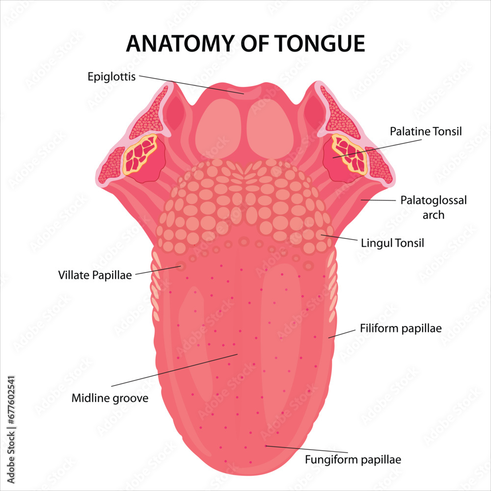 Anatomy Of Tongue Cross Section Illustration Stock Vector Adobe Stock