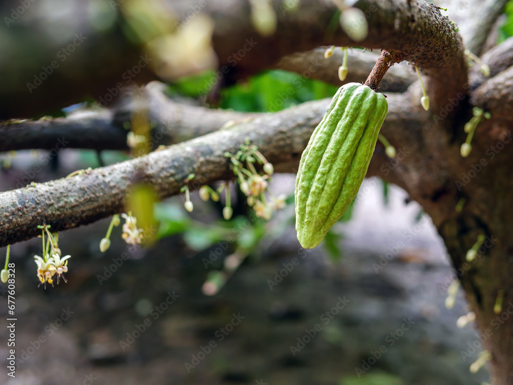 Green small Cocoa pods branch with young fruit and blooming cocoa ...