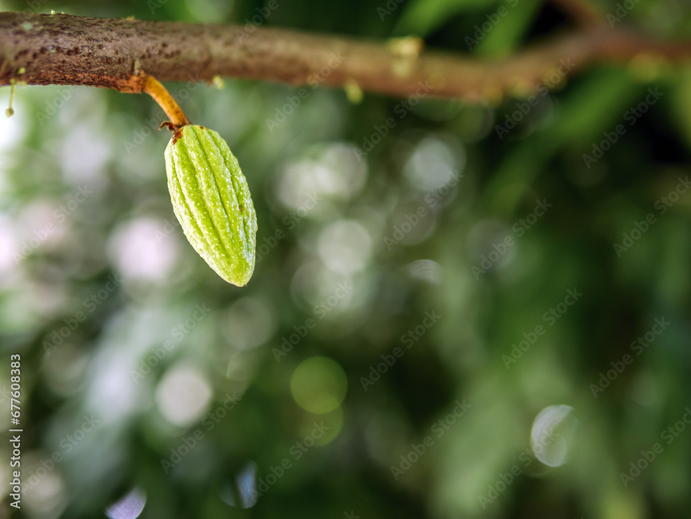 Green small Cocoa pods branch with young fruit and blooming cocoa ...