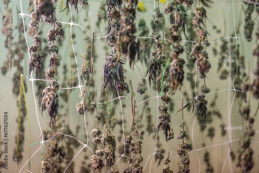Dry Cannabis flowers plant Closeup with fresh fan leaves cola pistil ...