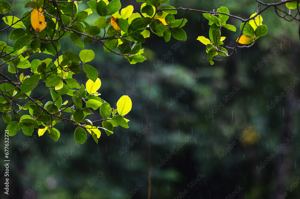 raining shower drop on leaf tree, close up of rainfall in jungle,Heavy ...
