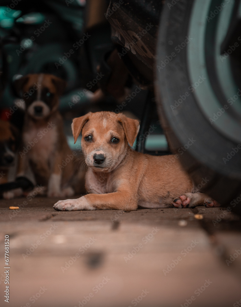 Cute street stray dog puppies sleeping and playing in India Stock Photo ...