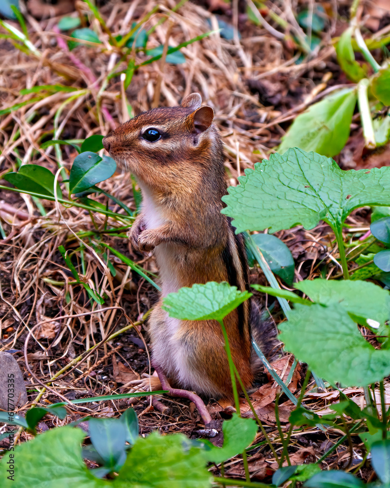 Chipmunk Photo and Image. Standing side view in the field displaying ...