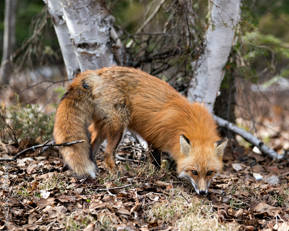 Red Fox Photo Stock. Fox Image. Close-up profile view in the spring season displaying fox tail ...