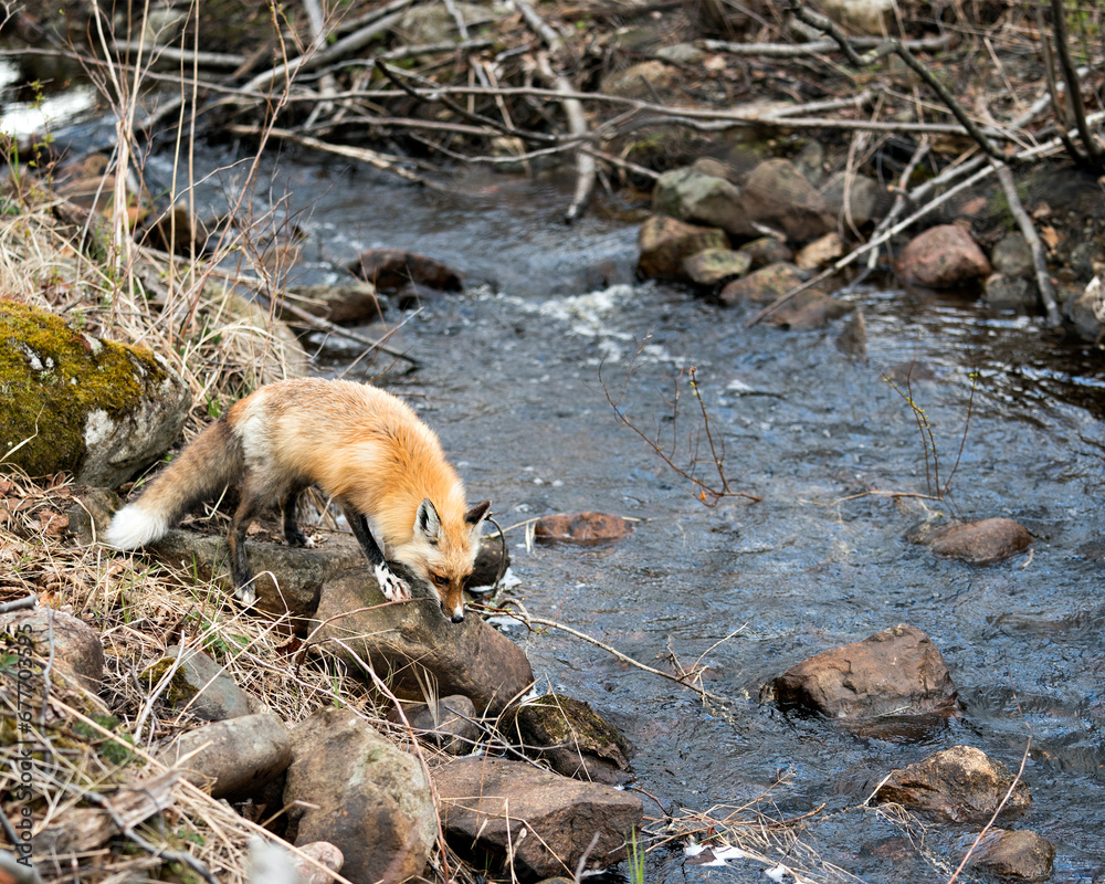 Red Fox Photo Stock. Fox Image. Close-up by the river in the springtime ...