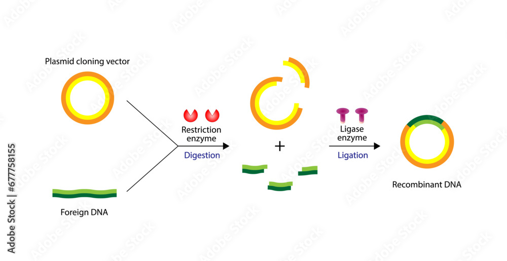 Plasmid. DNA fragment is inserted into a plasmid vector, resulting in Recombinant DNA. Gene ...