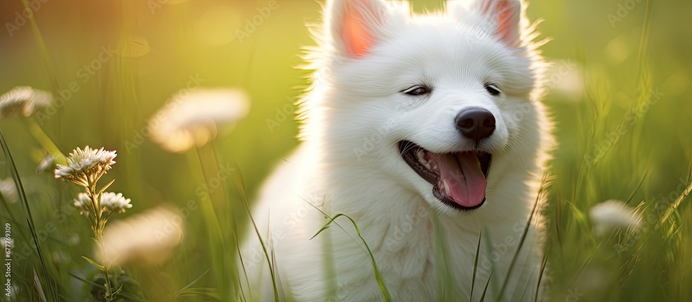 beauty of natures background an isolated white dog captures the concept ...