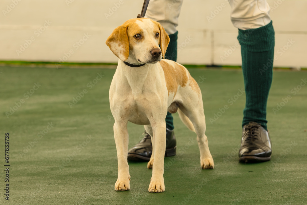 Beagle dog in the show ring at the Great Yorkshire Show, Harrogate in ...
