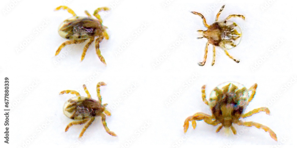 lone star, northeastern water tick, or turkey tick - Amblyomma ...