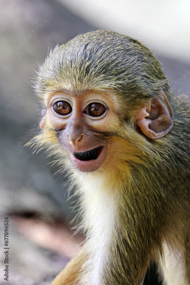 Poster The Gabon talapoin (Miopithecus ogouensis), also known as the ...