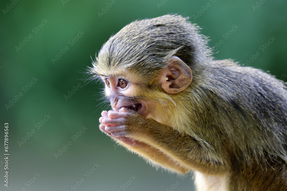 The Gabon talapoin (Miopithecus ogouensis), also known as the northern ...
