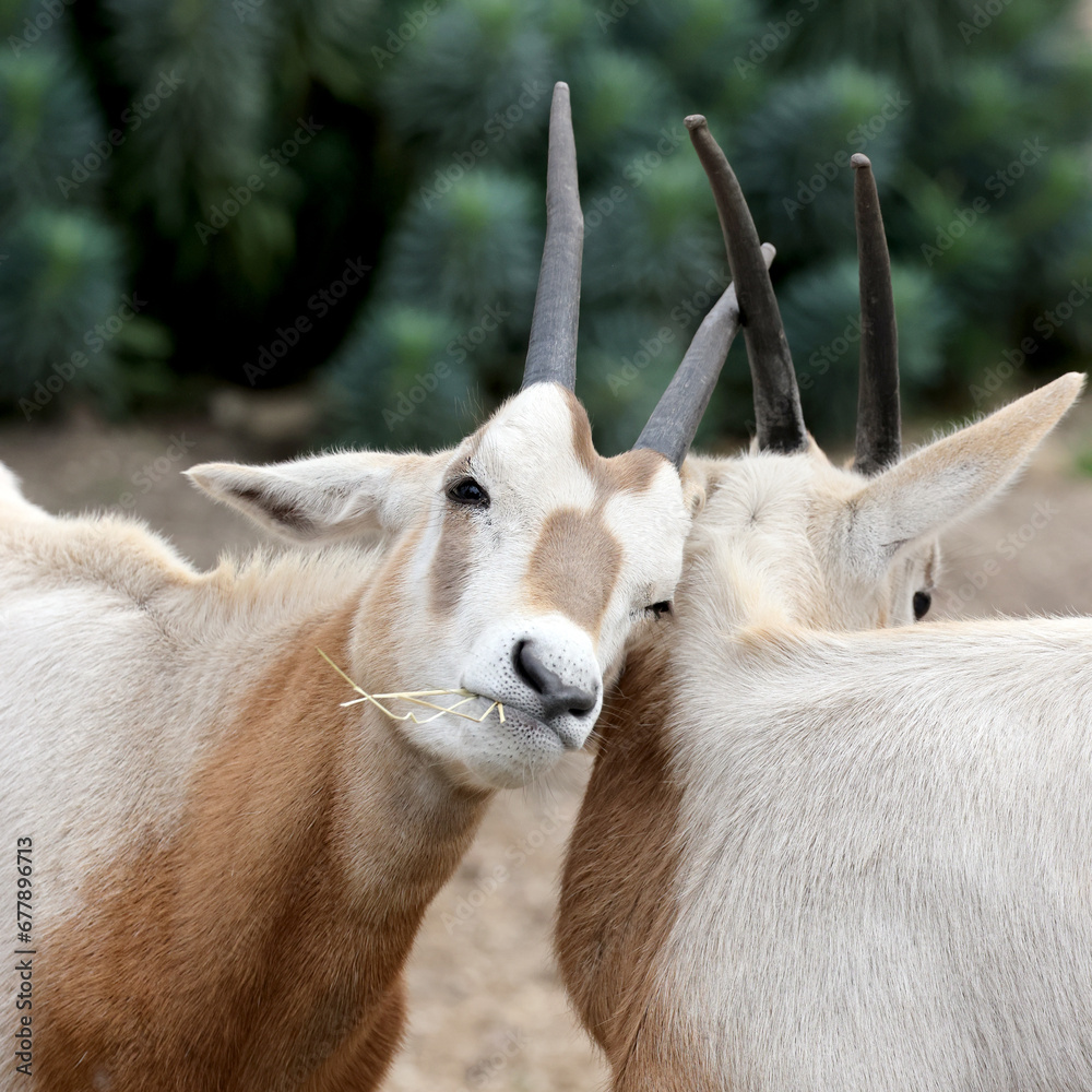 The scimitar oryx (Oryx dammah), also known as the scimitar-horned oryx ...