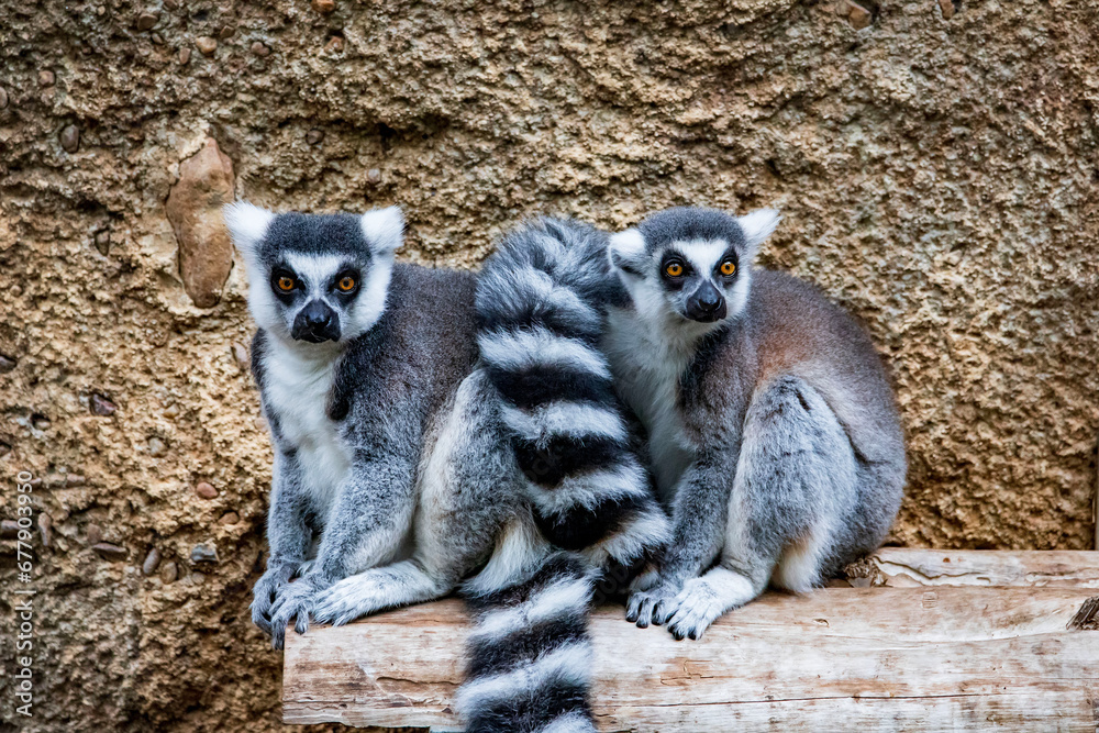 ring tailed lemur - Lemur cattaa. The ring-tailed lemur is a medium- to ...