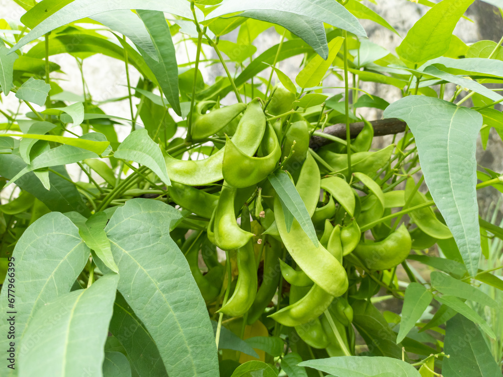 Phaseolus lunatus, lima bean, butter bean, sieva bean, or Madagascar ...