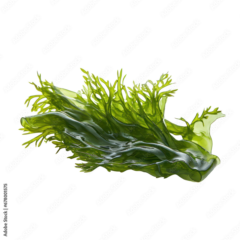 seaweed isolated on transparent background,transparency Stock ...