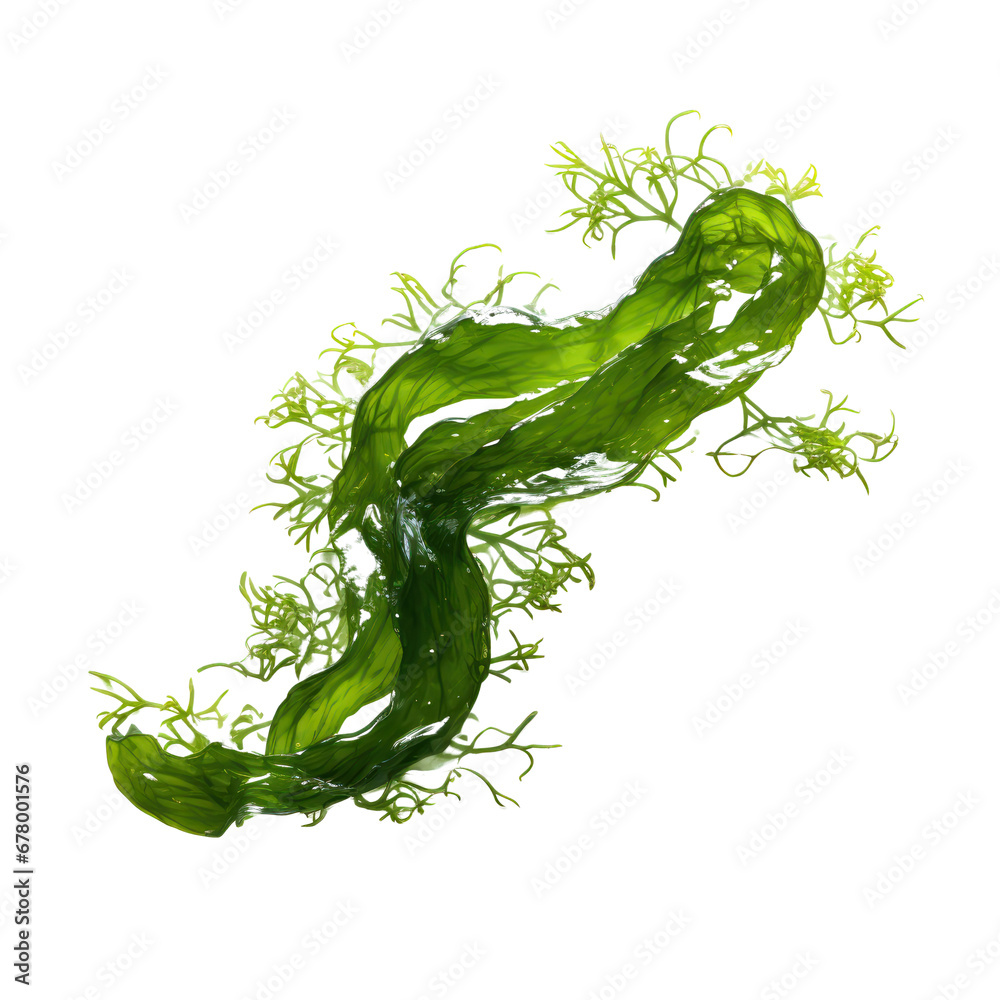 seaweed isolated on transparent background,transparency Stock ...