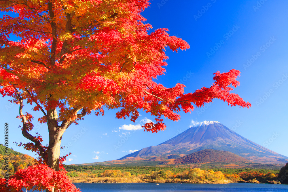 Autumn Color of Maple Trees and Mt. Fuji and Lake Shojin ...