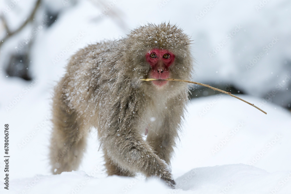 Japanese macaque walking with a tree in its mouth , Japan,Nagano ...