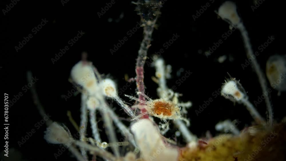 Acari(mite) living in water under a microscope, the superfamily ...