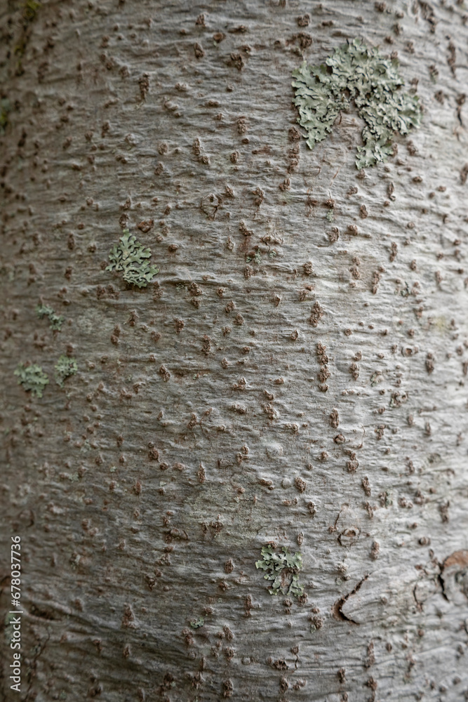 Texture d'un tronc de sapin et son écorce en très haute définition ...