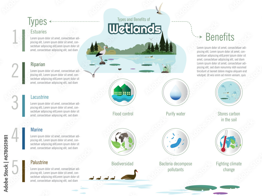 Infographic of the types and benefits of wetlands. In the center ...