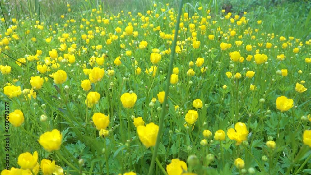Trollflower (probably Trollius europaeus). A curtain of flowers on a ...