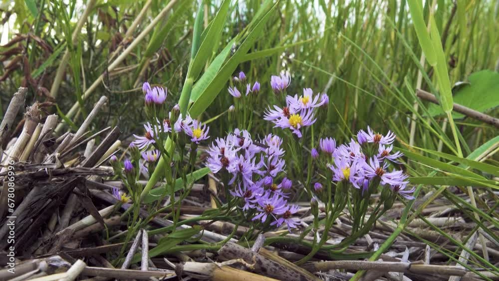 Sea aster (Aster tripolium). Wind-induced flood meadows in eastern part ...