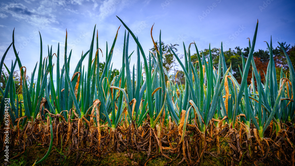 Green onion or scallion plants close-up, fresh organic vegetable ...