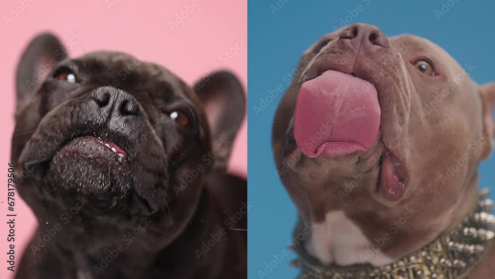 funny greedy dogs sticking out tongue, being extremely hungry and ...