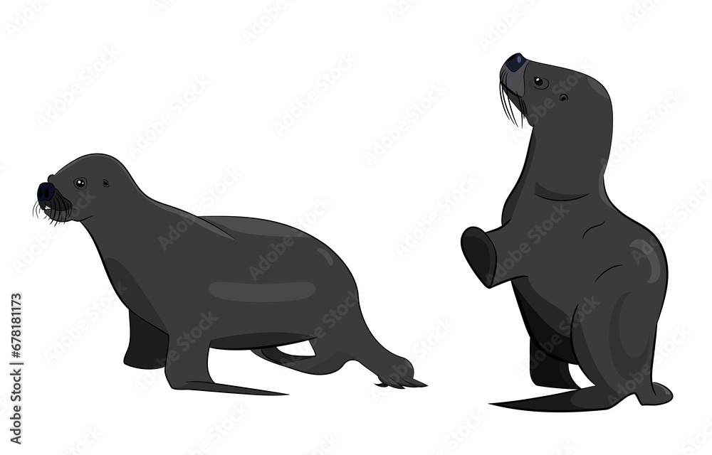 Vector e ilustración de dos focas. Dibujo de foca caminando y saludando ...
