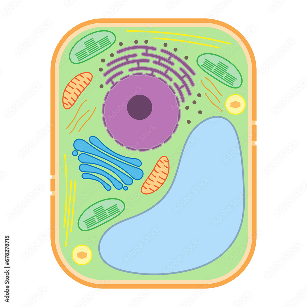 Structure of a plant cell. Plant cell organelles. Stock Illustration ...