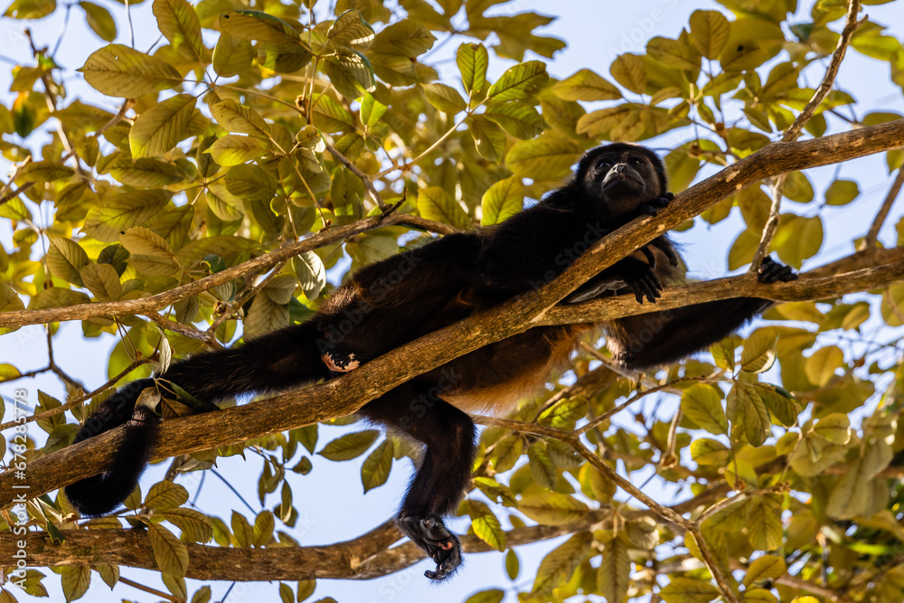 Howler Monkey at Parador Resort and Spa Manuel Antonio Costa Rica Stock ...