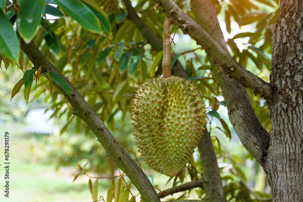 The durian on the tree is the king of fruits. The skin is thick and ...