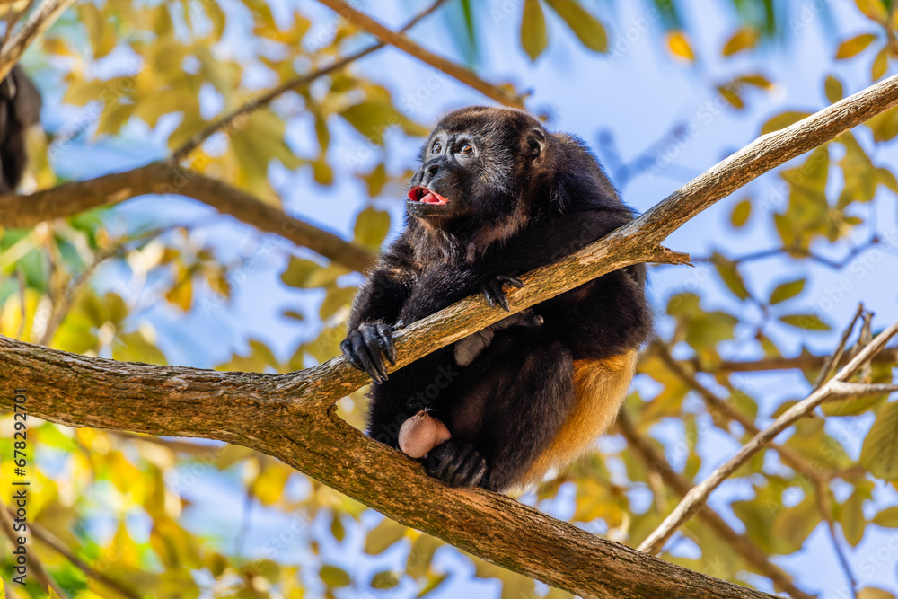 Howler Monkey at Parador Resort and Spa Manuel Antonio Costa Rica Stock ...