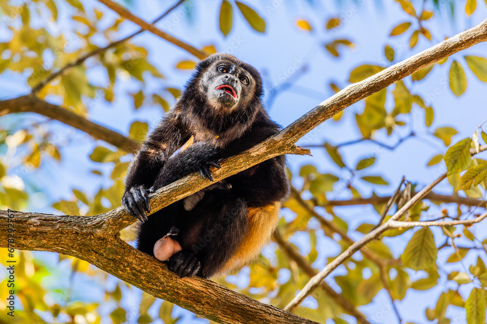 Howler Monkey at Parador Resort and Spa Manuel Antonio Costa Rica Stock ...