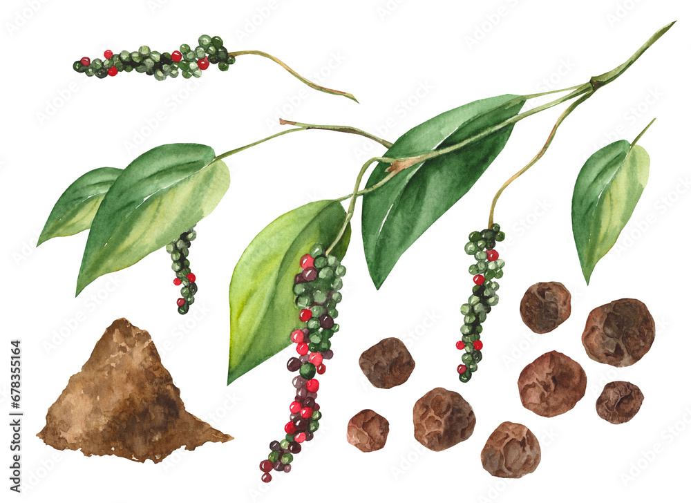 Watercolor hand drawn illustration of black pepper plant. Spices ...