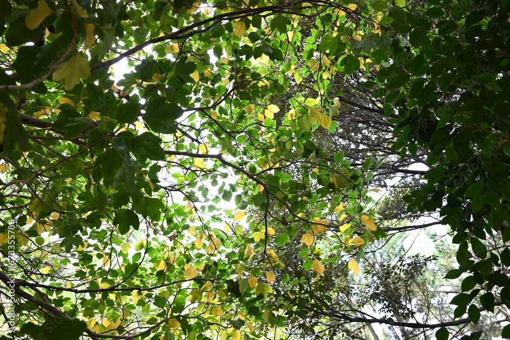 Dendropanax trifidus tree. Arariaceae evergreen tree. The leaves of ...