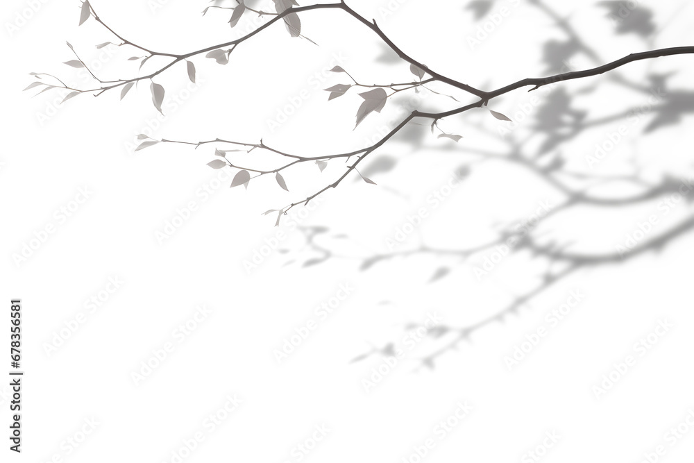 Realistic tree branches shadow blur isolate on transparent backgrounds ... Realistic tree branches shadow blur isolate on transparent backgrounds ...