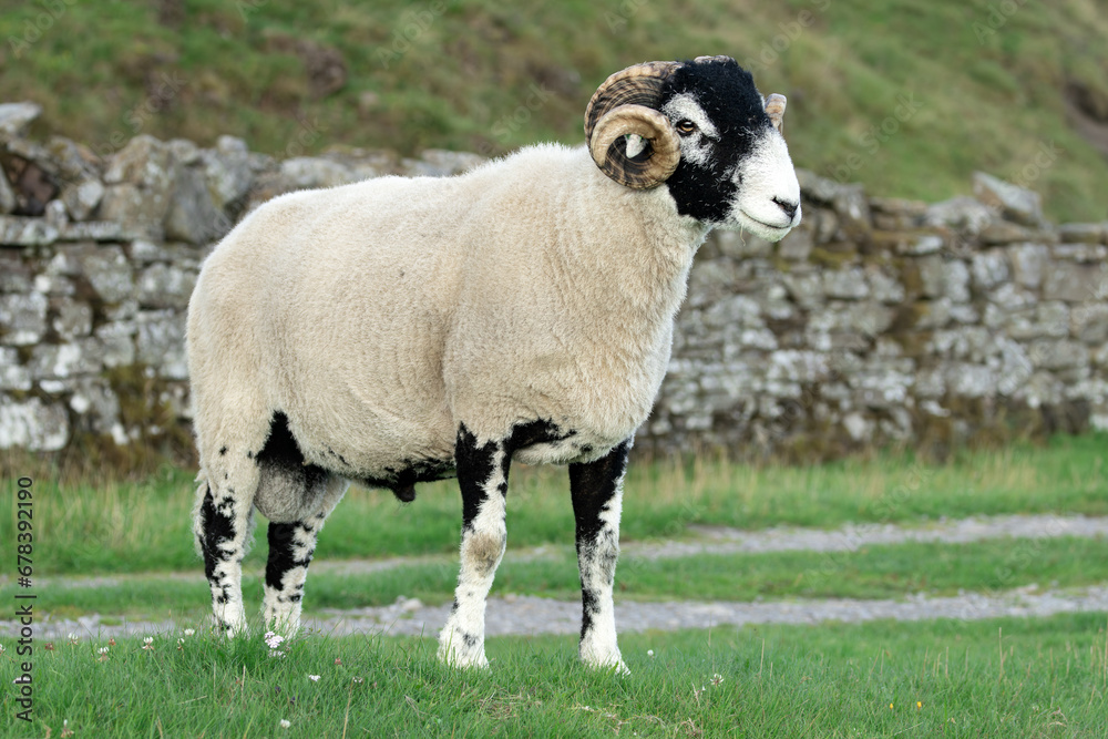 Close up of a fine Swaledale ram, male sheep, with curly horns ...