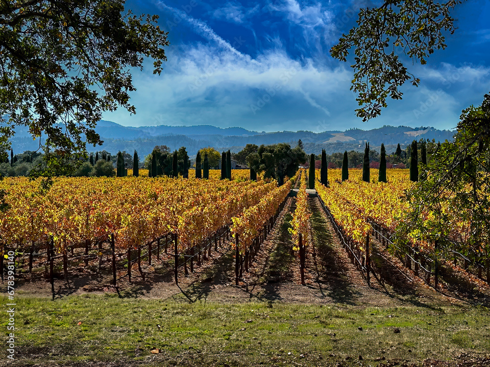 A yellow and orange vineyard in autumn rows stretches out into the ...