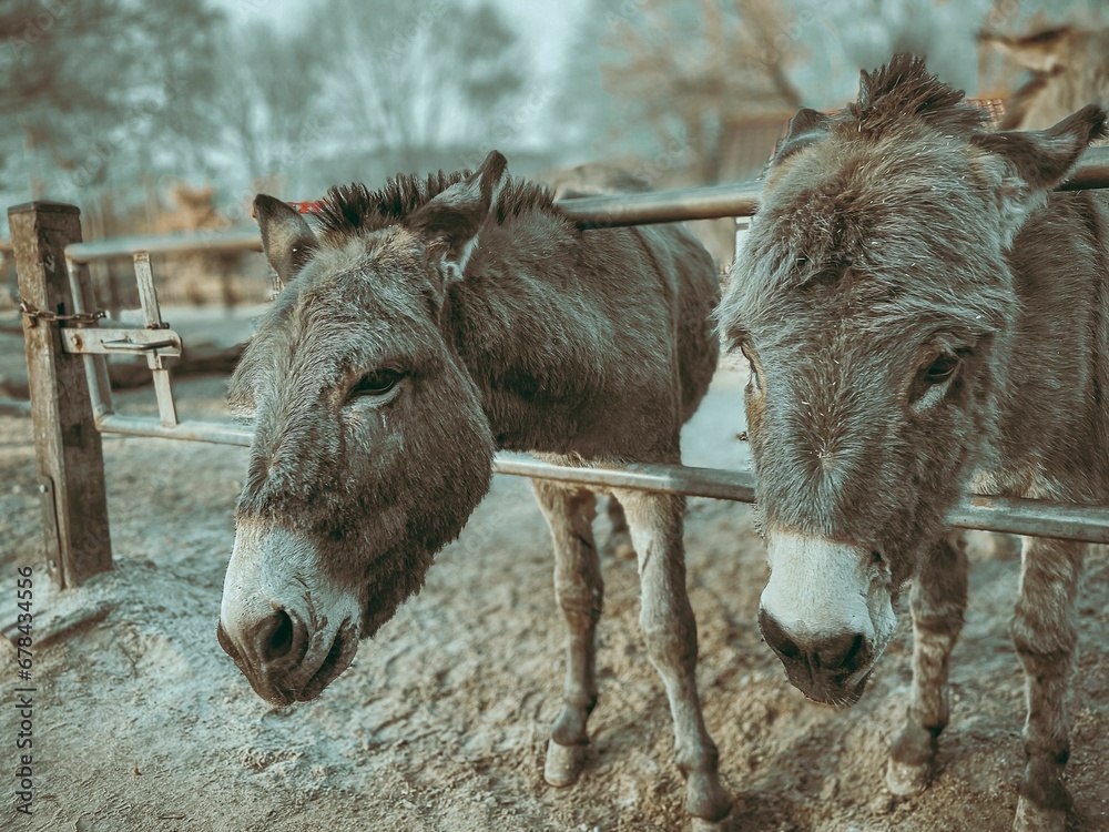 Cute Donkeys (Equus asinus) with their heads off the fence at a local ...