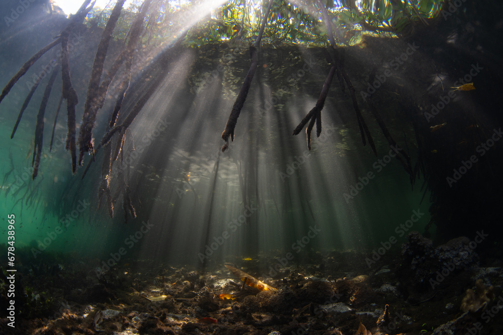 Sunlight filters underwater into the shadows of a dark mangrove forest ...