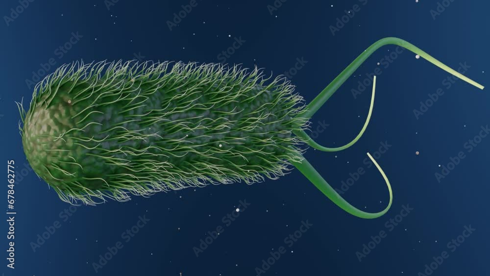 A 3D animation of Escherichia coli, commonly known as E. coli ...