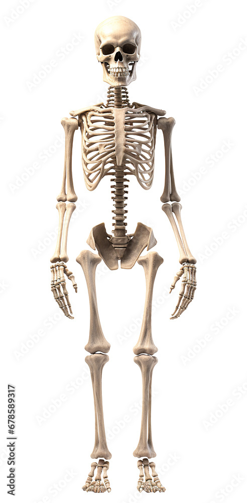 Skeleton png bone png anatomy png anatomical png skeletal png full ...