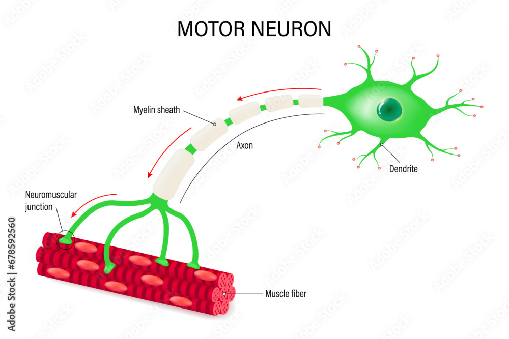 Motor neuron and muscle cell structure. Neuromuscular junction. Close ...