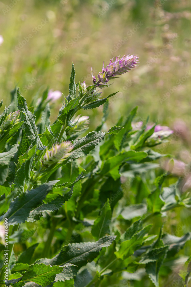 Melampyrum arvense, commonly known as field cow-wheat, is an herbaceous ...